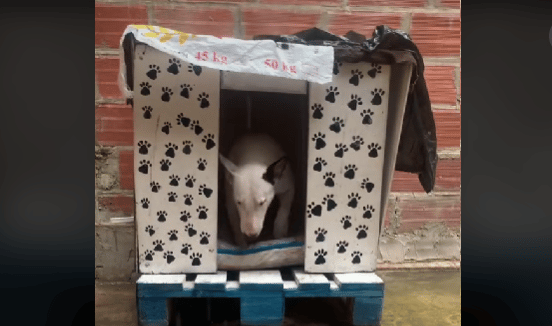 Tiktok Así Reaccionó Este Lomito Luego De Conocer La Lluvia Por Primera Vez Línea Directa