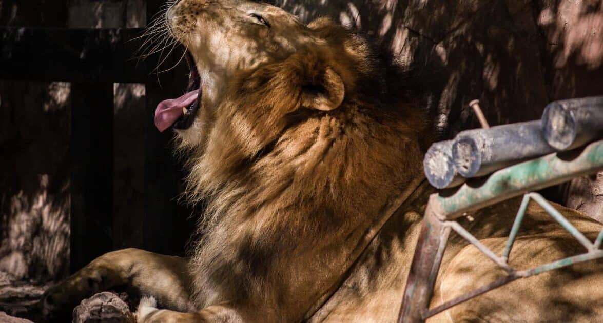 Whithe Tiger (2) | Línea Directa