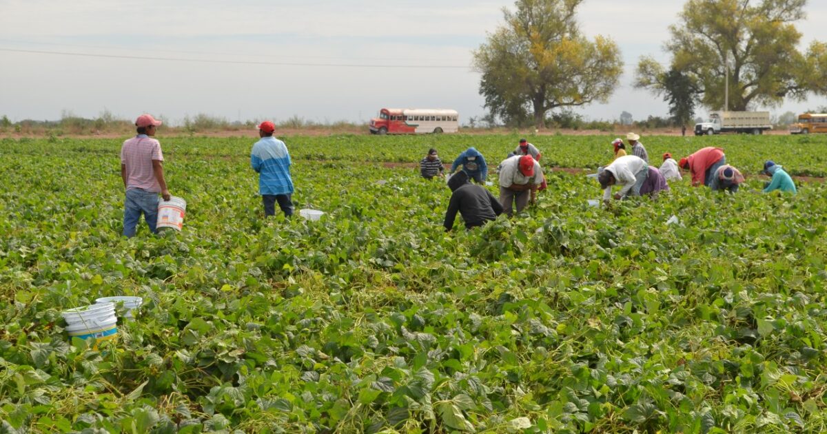 ¿Tráfico de personas para el trabajo en el campo? Son los “Coyotes” ¡Y ...