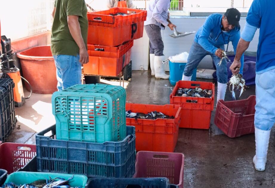 ¡Casi todas las especies están en veda! Pescadores de Ahome ansían les ...