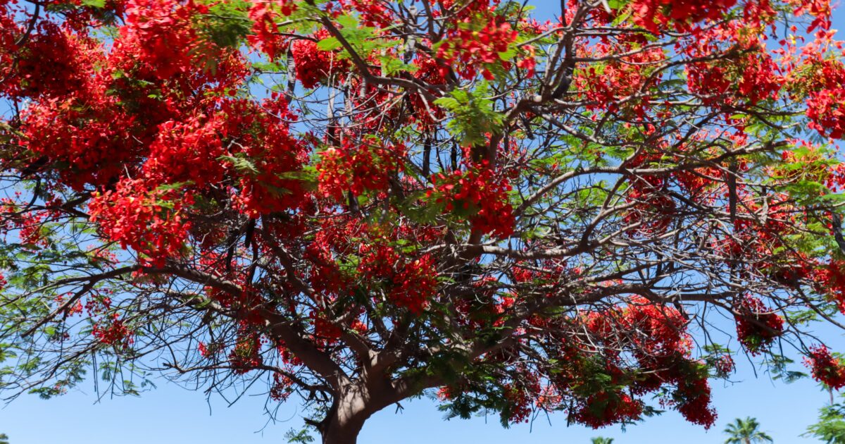 Desde Madagascar hasta los camellones de Los Mochis: flores de ...