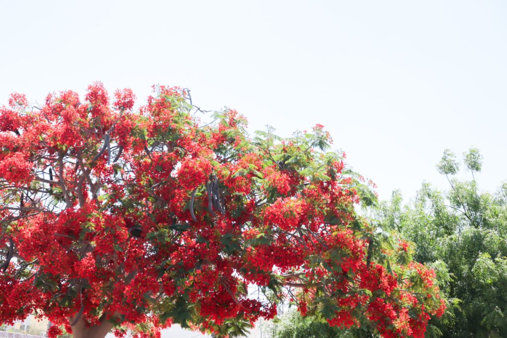 Desde Madagascar hasta los camellones de Los Mochis: flores de ...