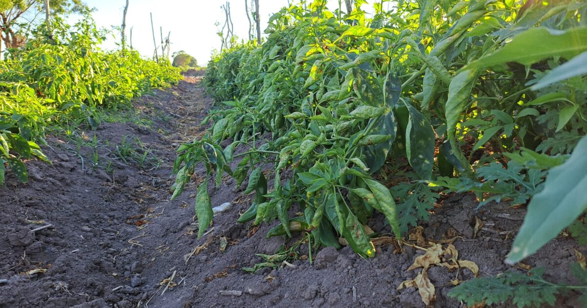 Alrededor de 2 mil hectáreas de hortalizas están sembradas en valles de ...